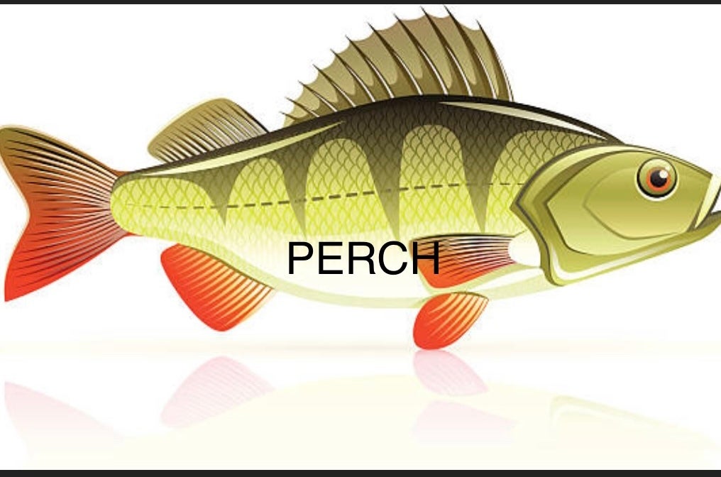 Perch Fry